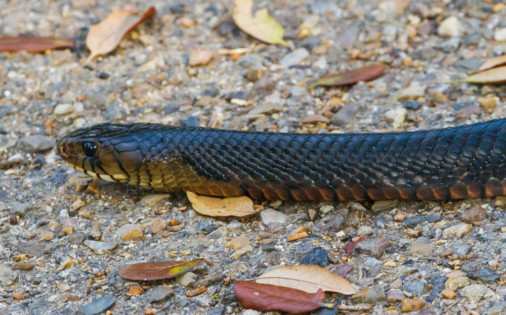 Texas Indigo Snake in February 2017 by rook70031 · iNaturalist