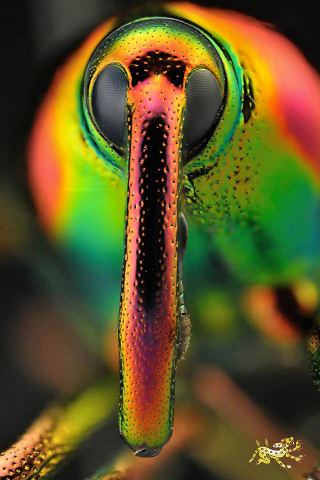 Jewel Weevil in September 2016 by José C. Espinoza. Ejemplar colectado ...