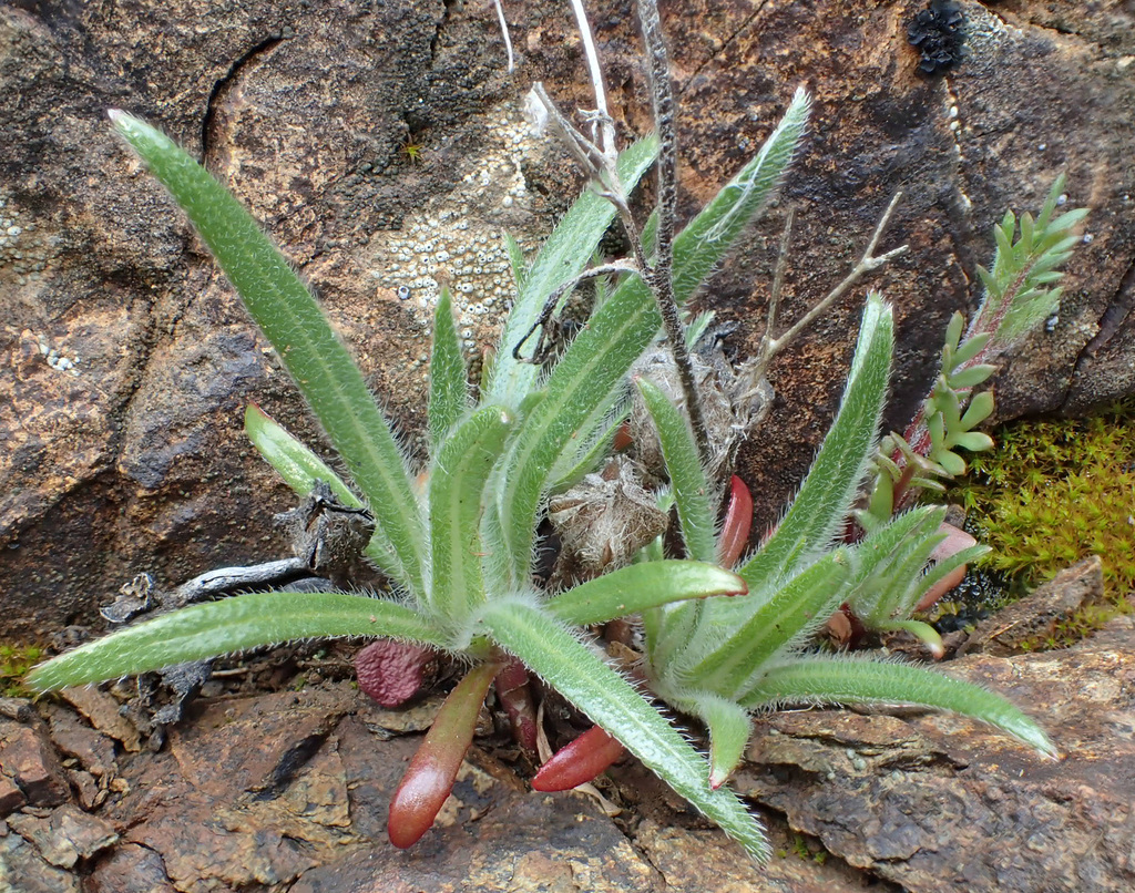 tarweeds and allies from Contra Costa County, CA, USA on March 19, 2020 ...