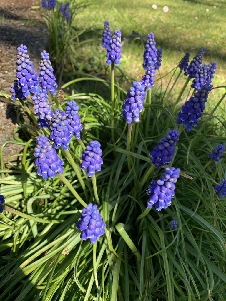 Garden Grape-hyacinth from G St, Springfield, OR, US on March 17, 2020 ...