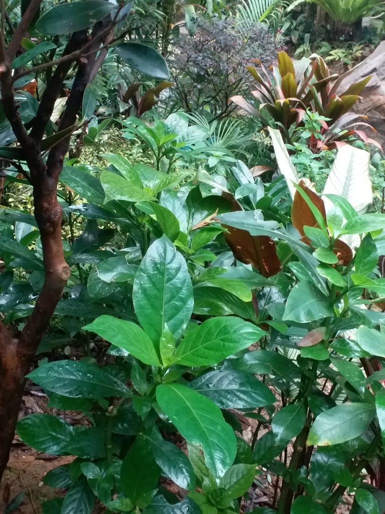 plants from 香港香港公園 on March 21, 2020 at 10:53 AM by Margaret Chan ...