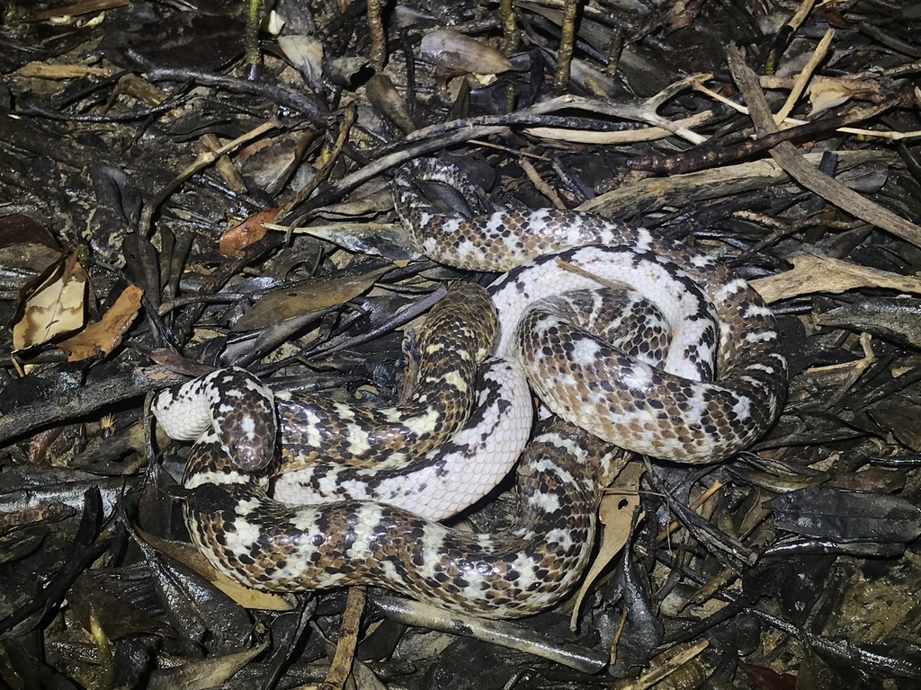 Crab-eating Snake in March 2020 by stephenmahony · iNaturalist