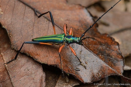 Chloridolum promissum · iNaturalist