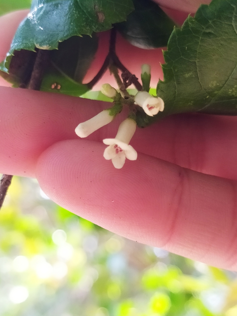 Sandankwa Viburnum from Yushan, TW-TA-CH, TW-TA, TW on March 21, 2020 ...