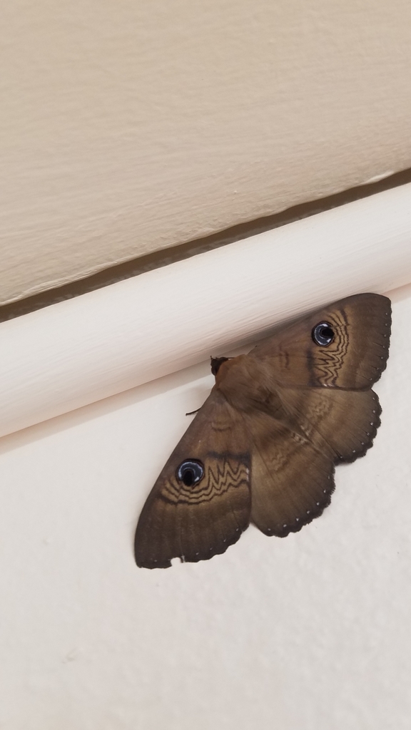 Southern Moon Moth from Yulara NT 0872, Australia on March 21, 2020 at ...