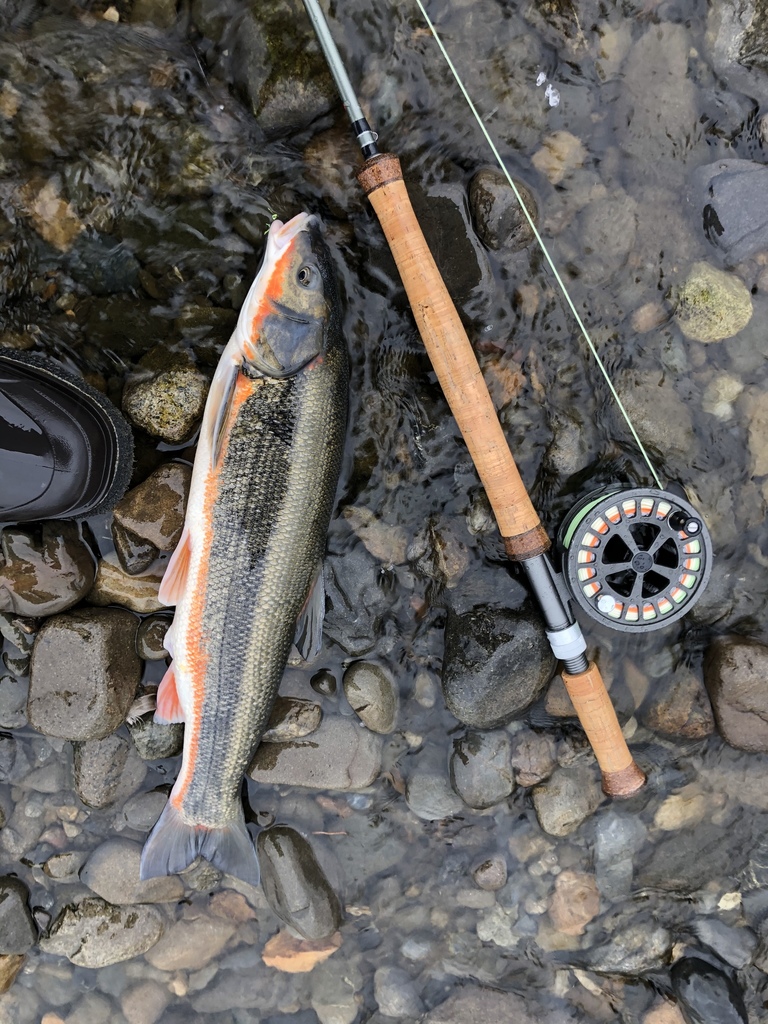 Pacific redfin from 喜多見2丁目, 世田谷区, 東京都, JP on March 14, 2020 at 11:37 AM ...