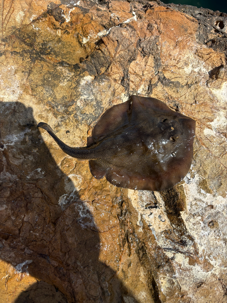 Haller's Round Ray from Redondo Beach, CA, US on April 19, 2026 at 10: ...