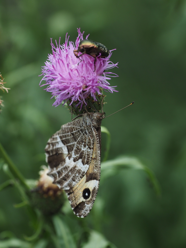 Hipparchia autonoe from 中國山西省大同市渾源縣 on July 4, 2019 at 02:58 PM by ...