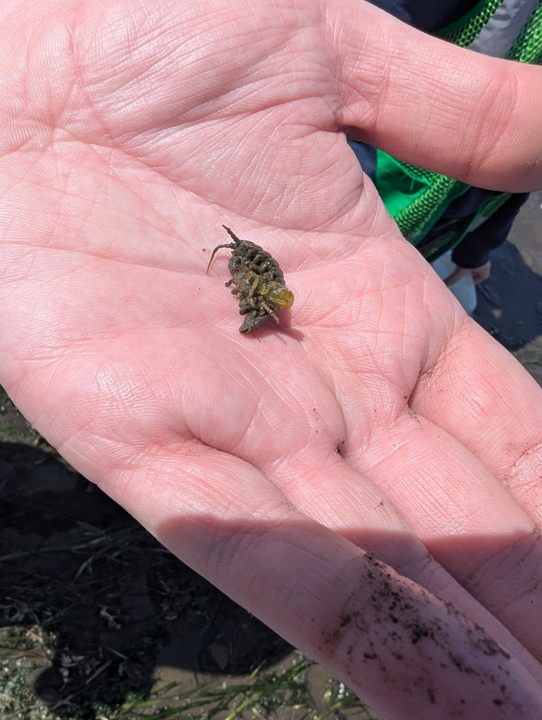 Rockweed isopod from Olympia, WA 98516, USA on April 19, 2026 at 01:59 ...