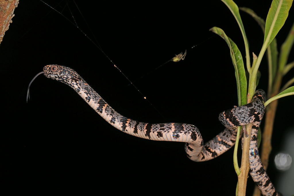 Cloudy Snail-eating Snake from Costa Rica, Tropenstation La Gamba on ...