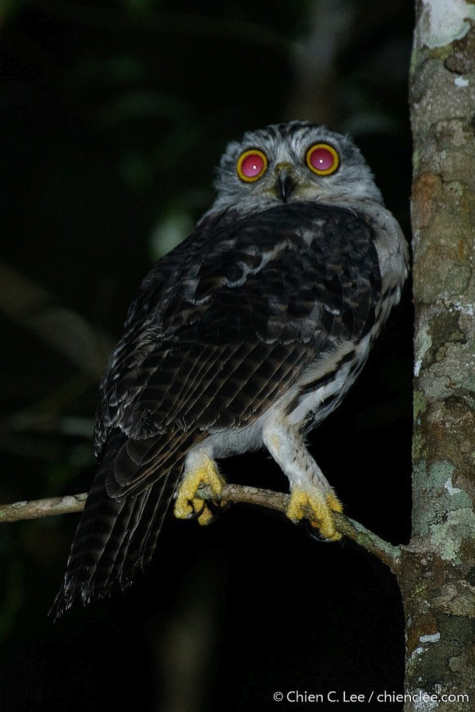 Papuan Owl (Uroglaux dimorpha) - Avian Discovery