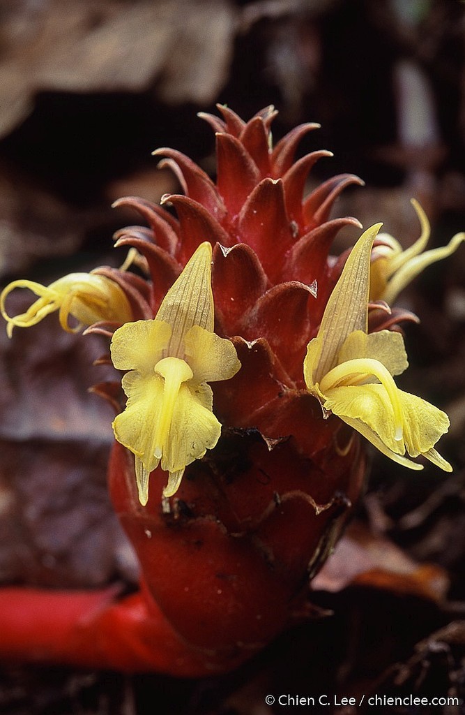 Zingiber incomptum in September 1998 by Chien Lee · iNaturalist