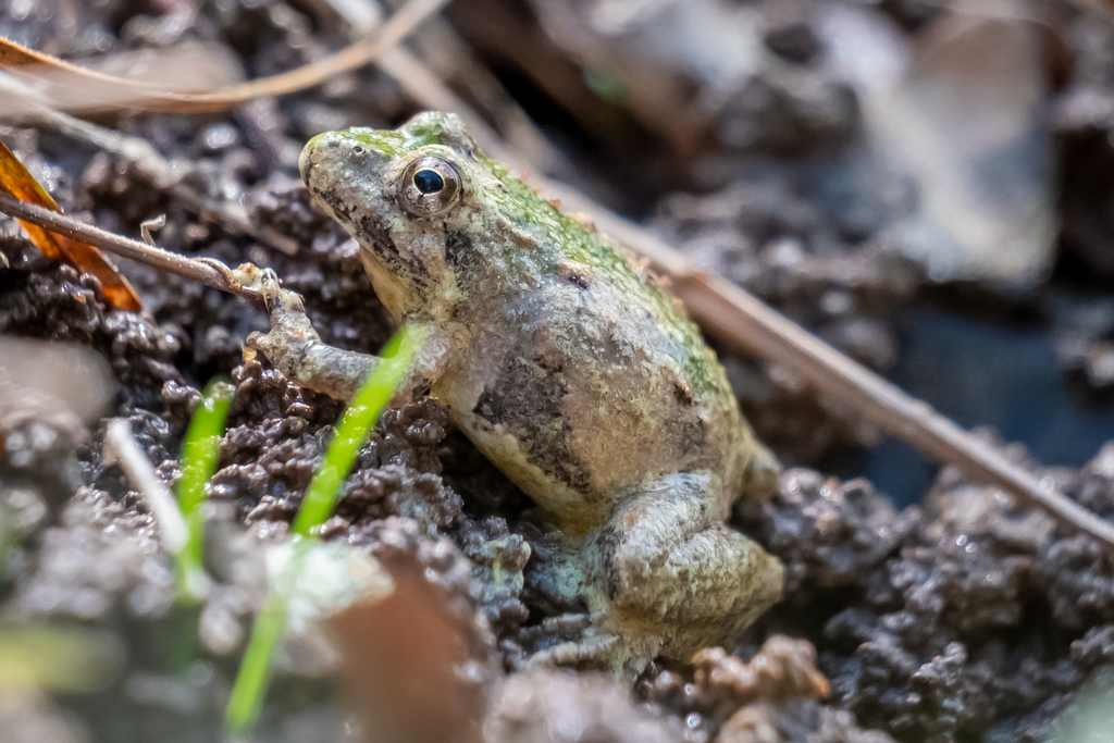 Northern Cricket Frog from Wake County, NC, USA on March 20, 2020 at 12 ...
