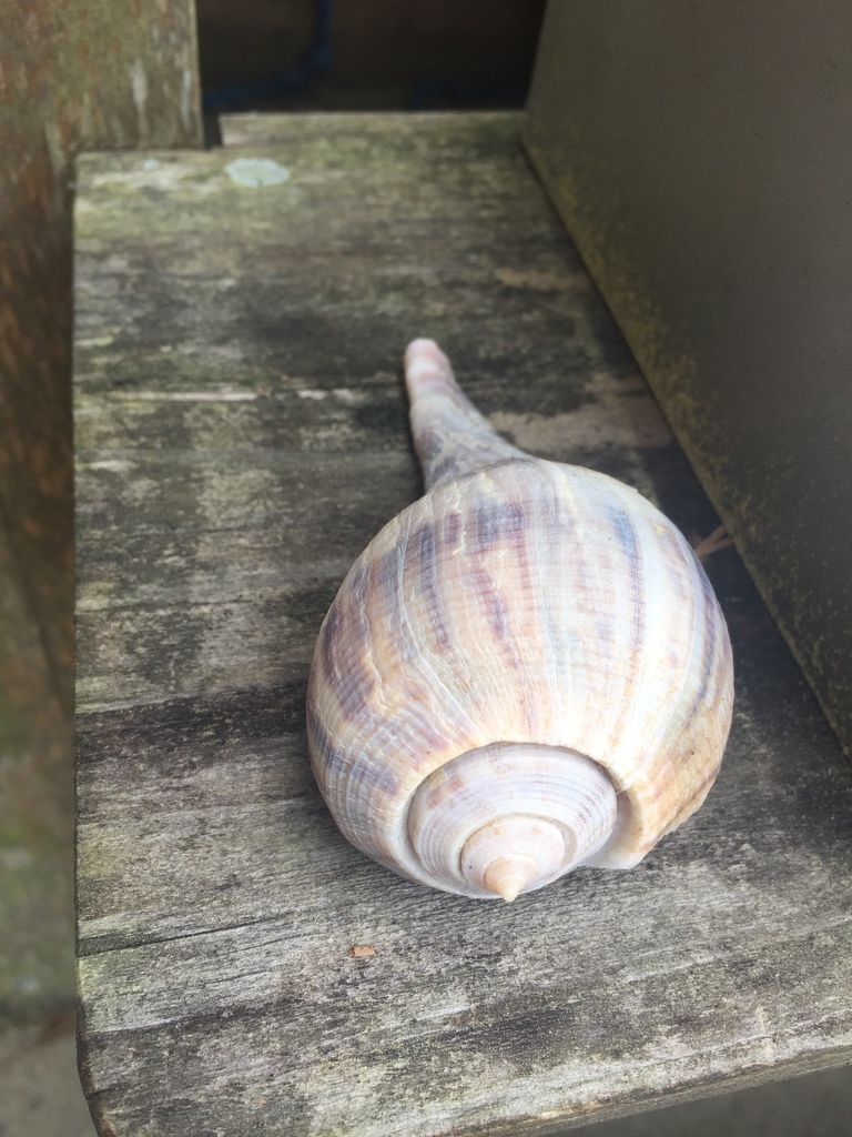 Florida Pear Whelk from John Boone Ct, Mount Pleasant, SC, US on March ...