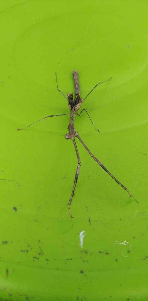 Mantids from Cimitarra on March 15, 2020 at 12:33 PM by Stiven ...