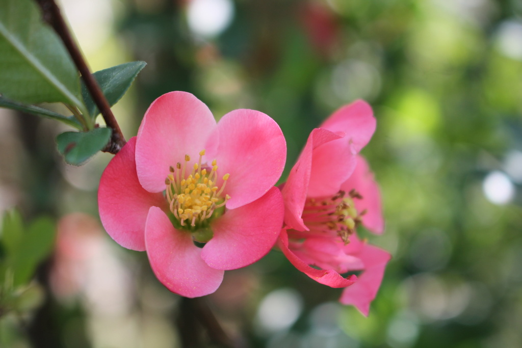 Chinese quince from Fayette St, Farmville, VA, US on March 20, 2020 at ...