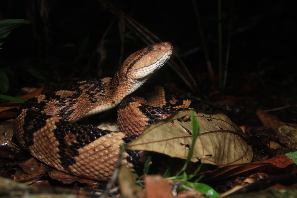 South American Bushmaster in March 2020 by Zak · iNaturalist