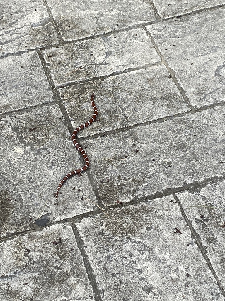 Eastern Milksnake from Cathedral Caverns State Park, Woodville, AL, US ...
