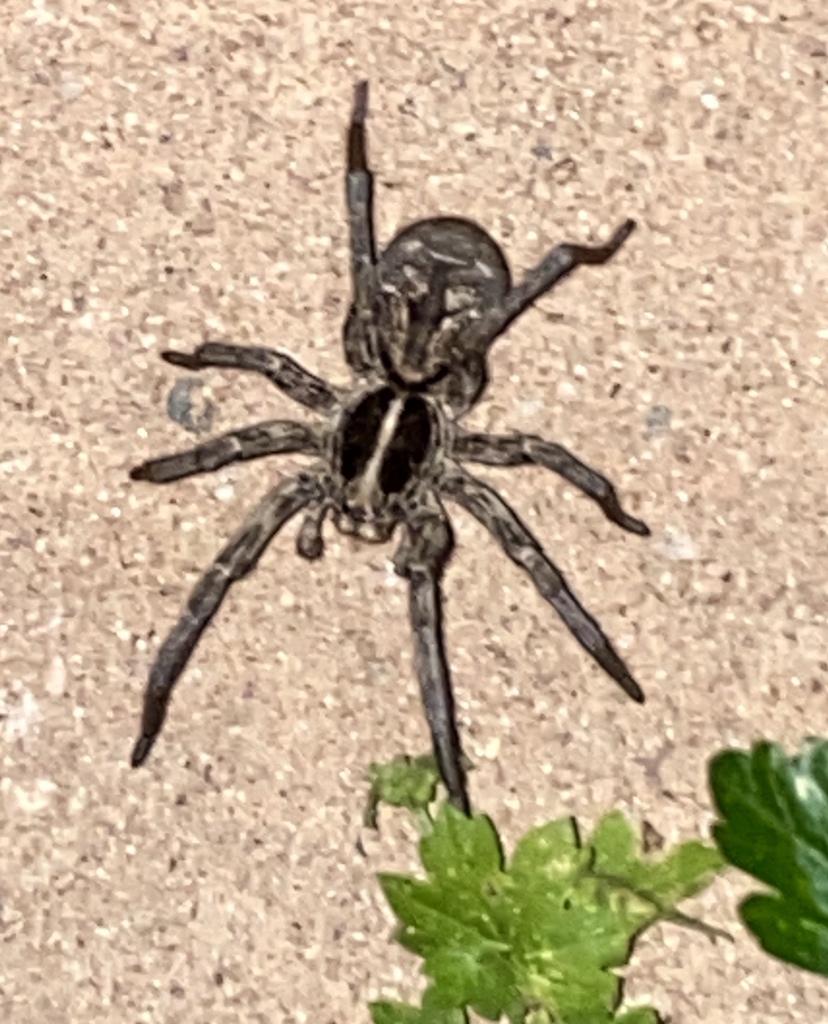 Wolf Spiders from 3057 N Gaia Pl Tucson Az on March 22, 2020 at 12:22 ...