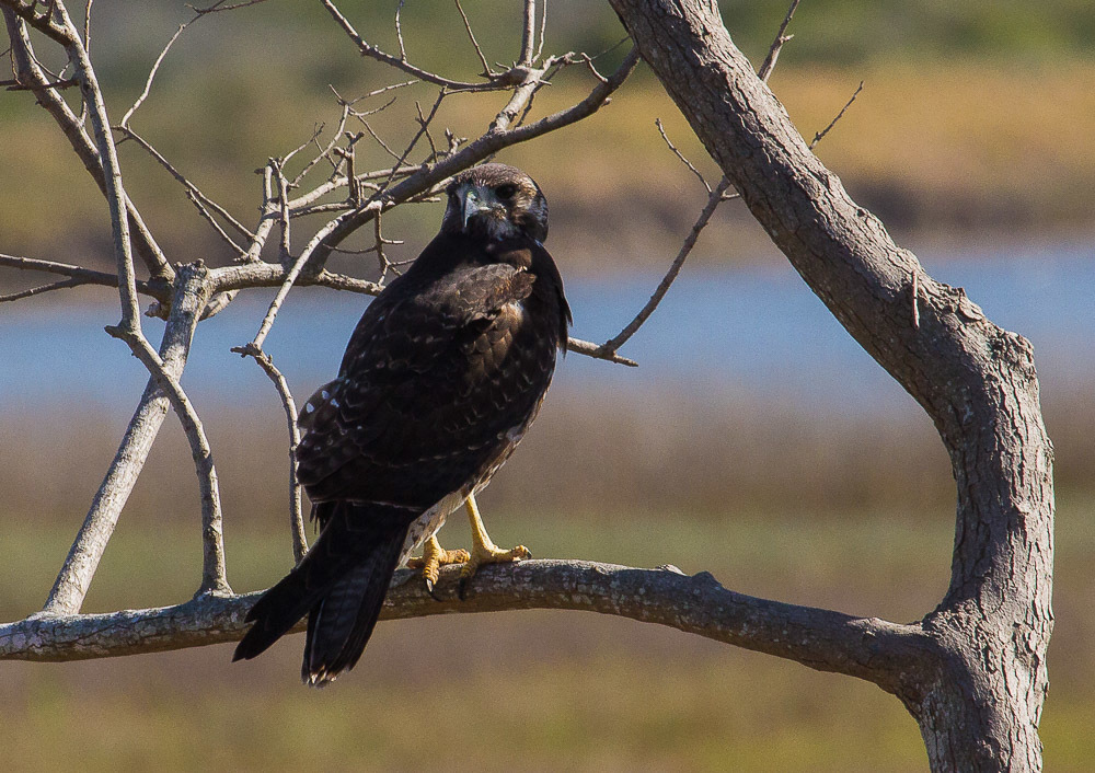 White-tailed Hawk from Corpus Christi, Texas, United States on January ...