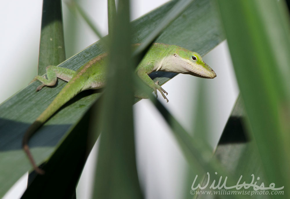 Green Anole from Athens, GA, USA on April 29, 2017 at 05:50 PM by ...
