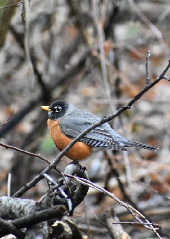 American Robin (EwA Guide to the Common Birds of the Fells ...