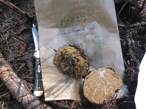 Gautieria pterosperma · iNaturalist