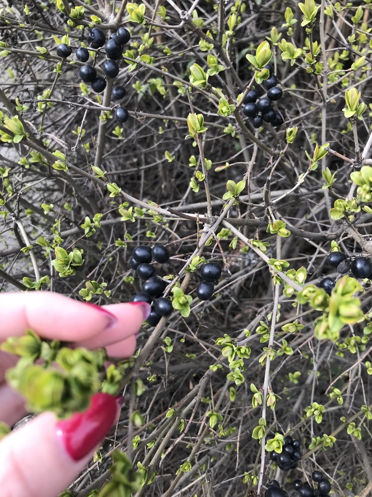 Common Privet from Юрия Ильенко улица, Київ, Киев, UA on March 21, 2020 ...