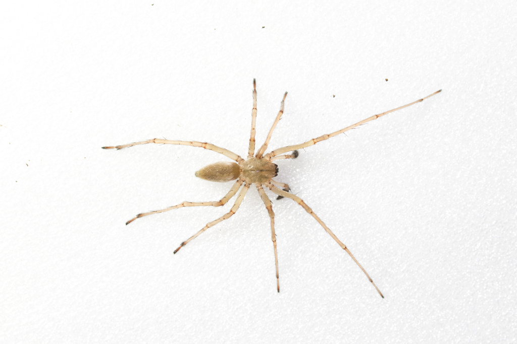 Longlegged Sac Spiders from Koskinou 851 00, Greece on March 21, 2020 ...