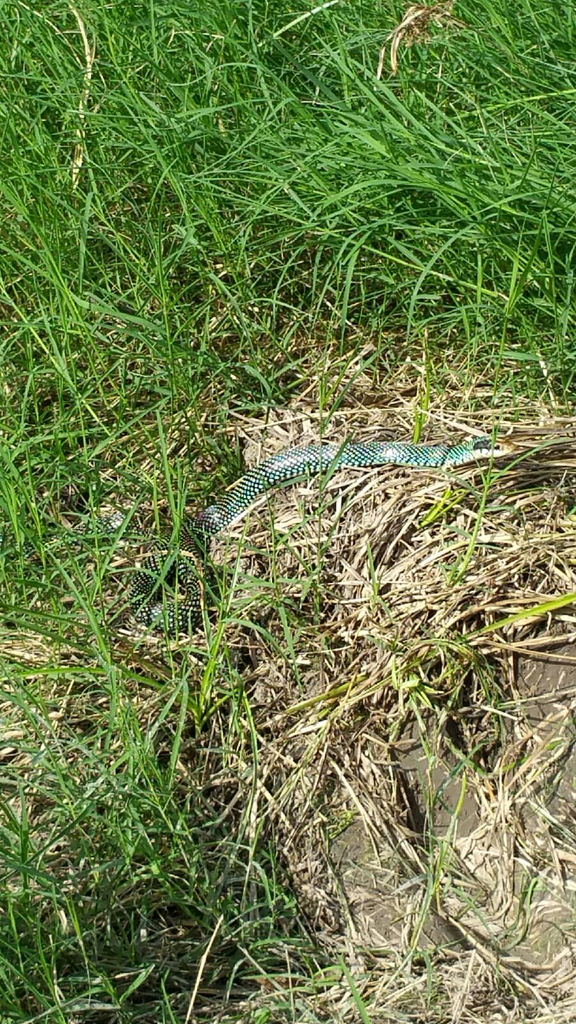 Speckled Racer in March 2017 by Kelly Hull · iNaturalist