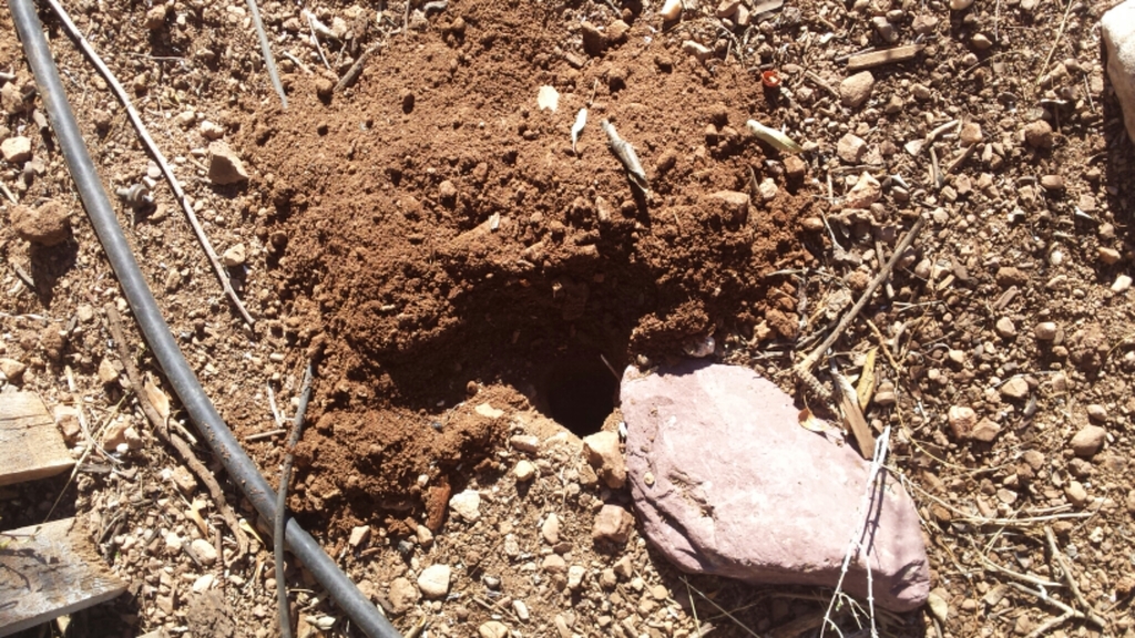 Western Pocket Gophers in March 2017 by Sheri L. Williamson. Gopher was ...