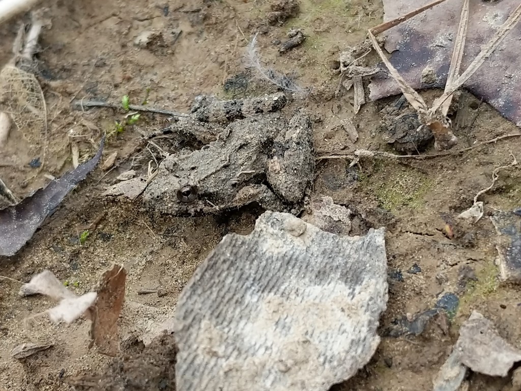 Northern Cricket Frog in March 2020 by Cynthia Darnell. White Pines ...