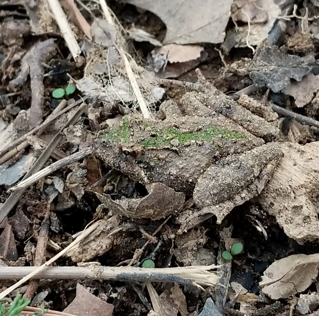 Northern Cricket Frog in March 2020 by Cynthia Darnell. White Pines ...