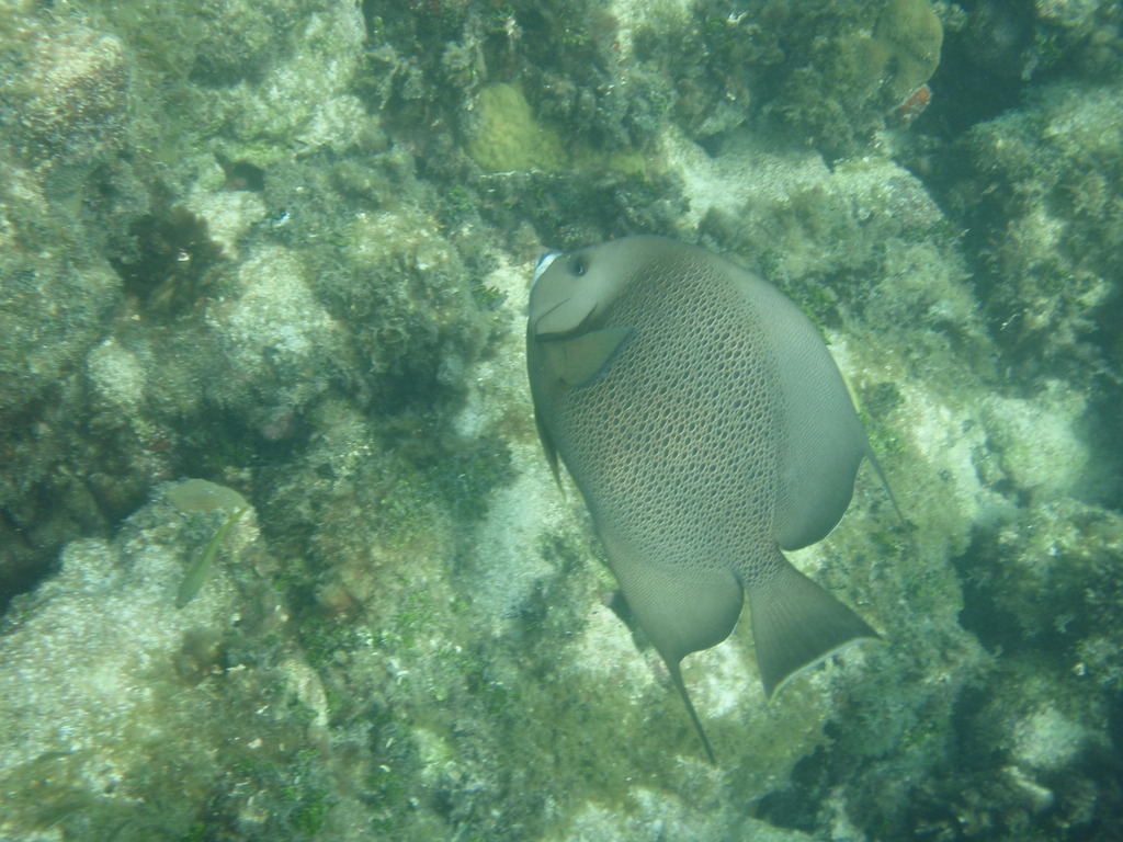 Grey Angelfish from Florida Keys by Cat · iNaturalist