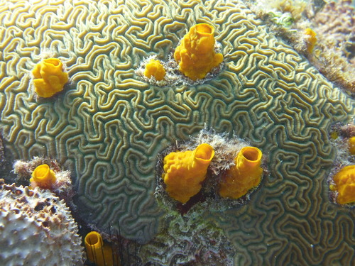 Variable Boring Sponge (Siphonodictyon coralliphagum) · iNaturalist