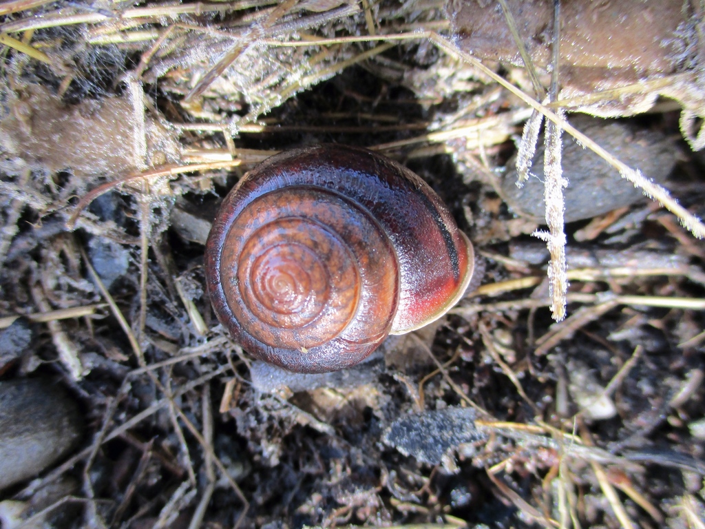 Silky Shoulderband Snail in February 2017 by Daniel Palmer · iNaturalist