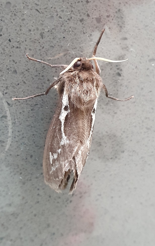 Crooked Swift from Eden, ZA-WC, ZA on March 23, 2020 at 10:52 AM by ...