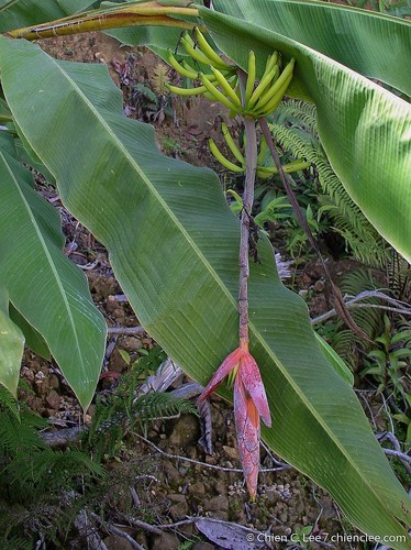Musa lawitiensis · iNaturalist