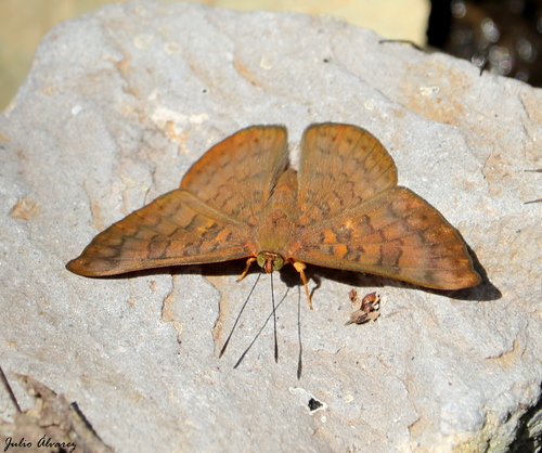 Tegula Emesis (Emesis tegula) · iNaturalist