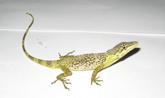 Ayala's Anole by Julián Velasco · iNaturalist