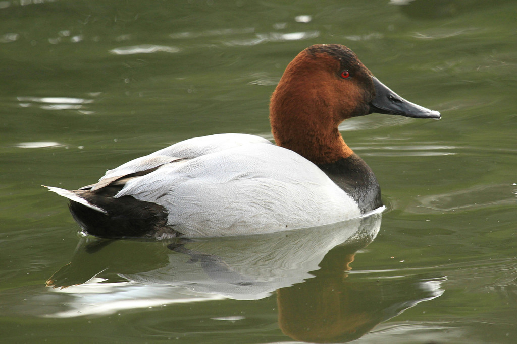 Canvasback (Birds of San Mateo County) · iNaturalist