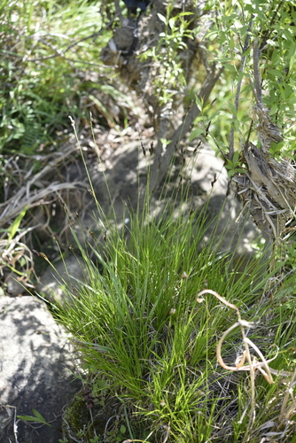 Carex mira · iNaturalist