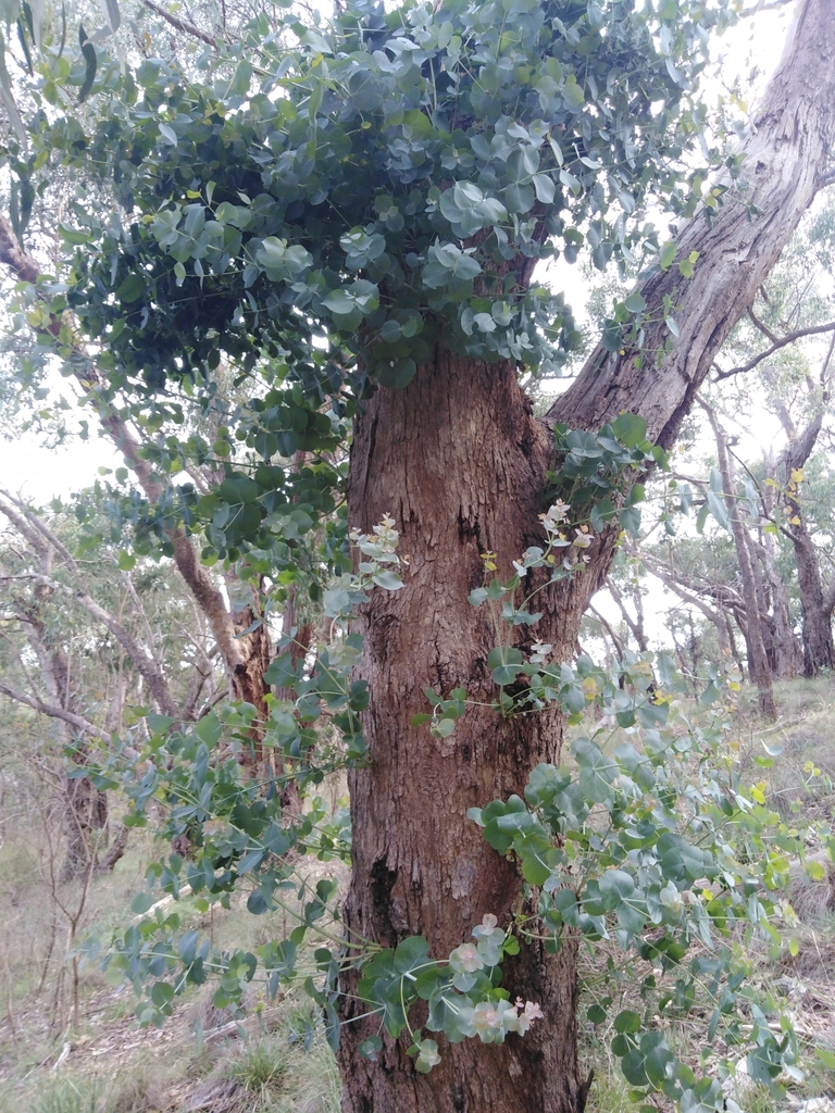 Long-leaved Box from Christmas Hills VIC 3775, Australia on March 24 ...
