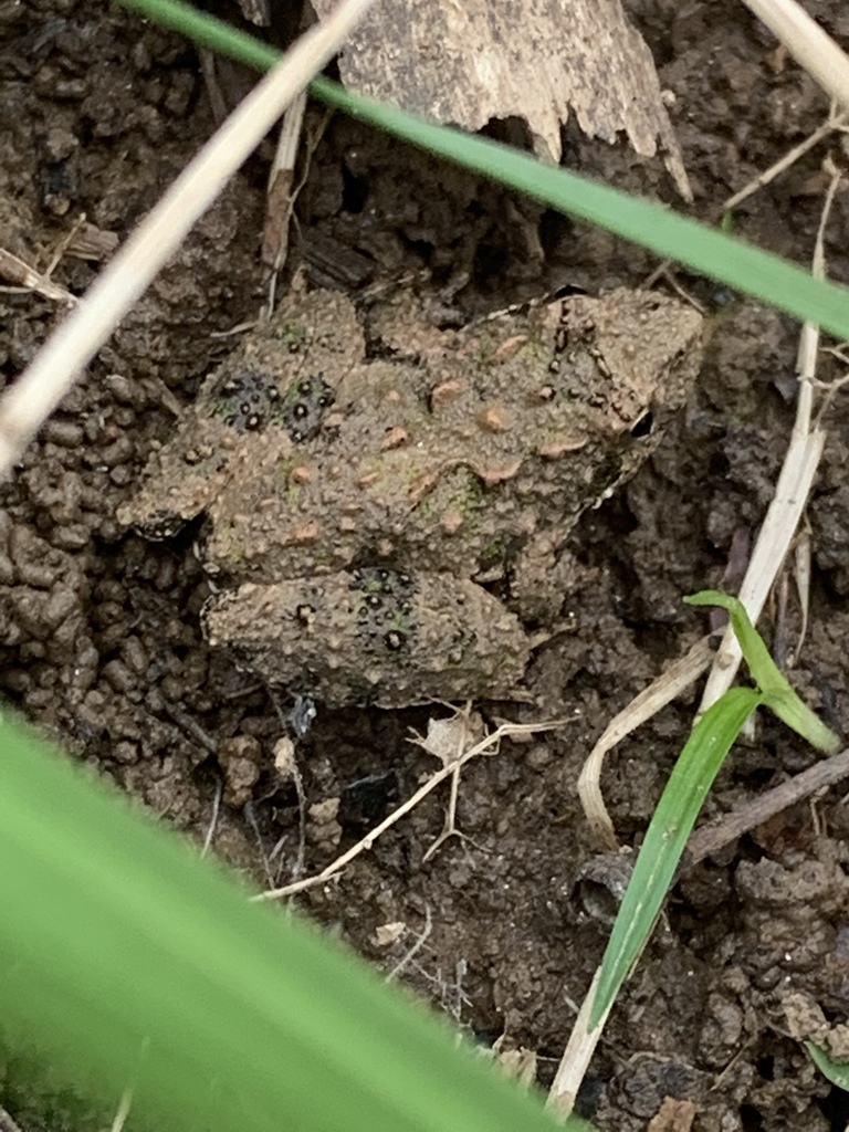Northern Cricket Frog from Farmville, VA, US on March 24, 2020 at 03:08 ...