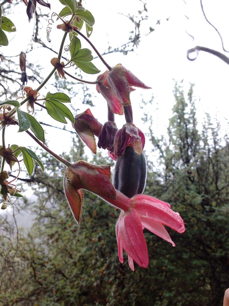 Passiflora trifoliata trifoliata from Písac, Perú on December 17, 2017 ...