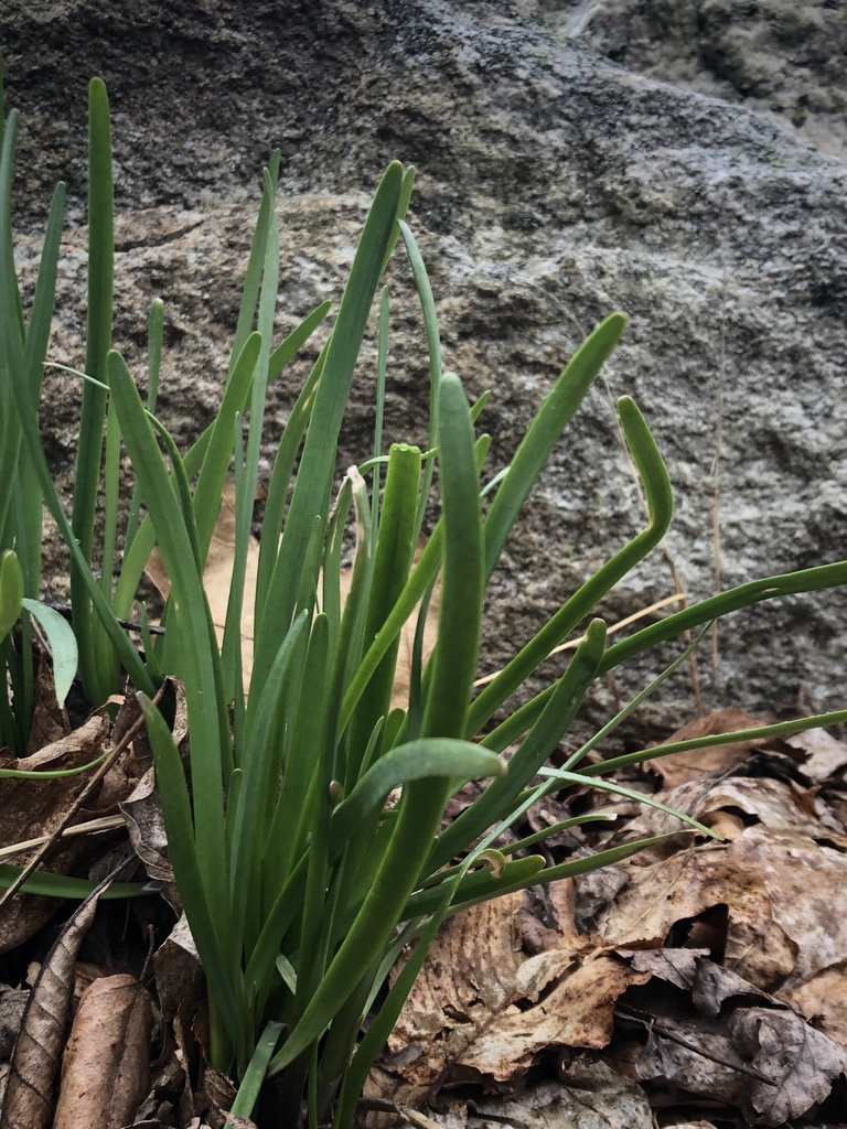 Wild Chives from Valeria Cir, North Salem, NY, US on March 25, 2020 at ...