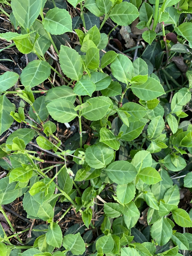 fortune's spindle from Tunnel Hill Rd SW, Cleveland, TN, US on March 25 ...