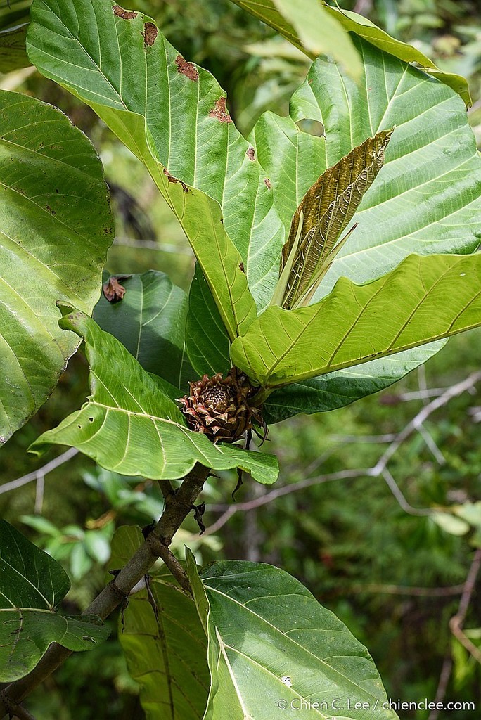 Dinner plate fig from Jayapura, Papua, Indonesia on August 3, 2015 at ...