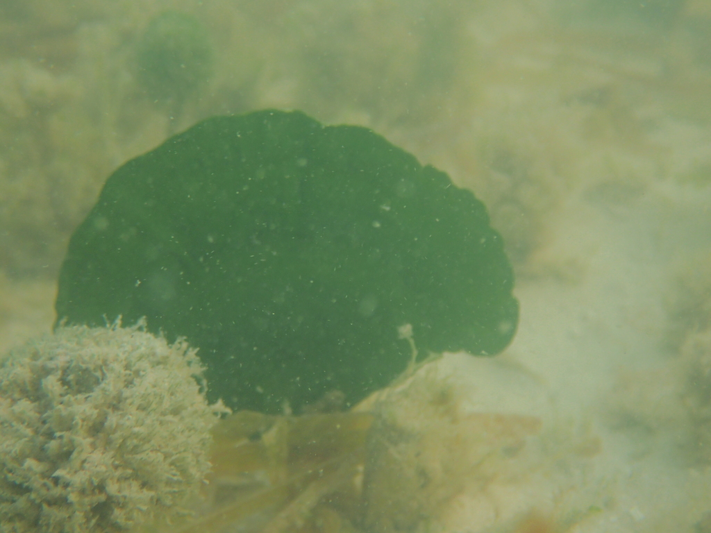 Mermaid's Fan (Udotea) - Botanical Realm