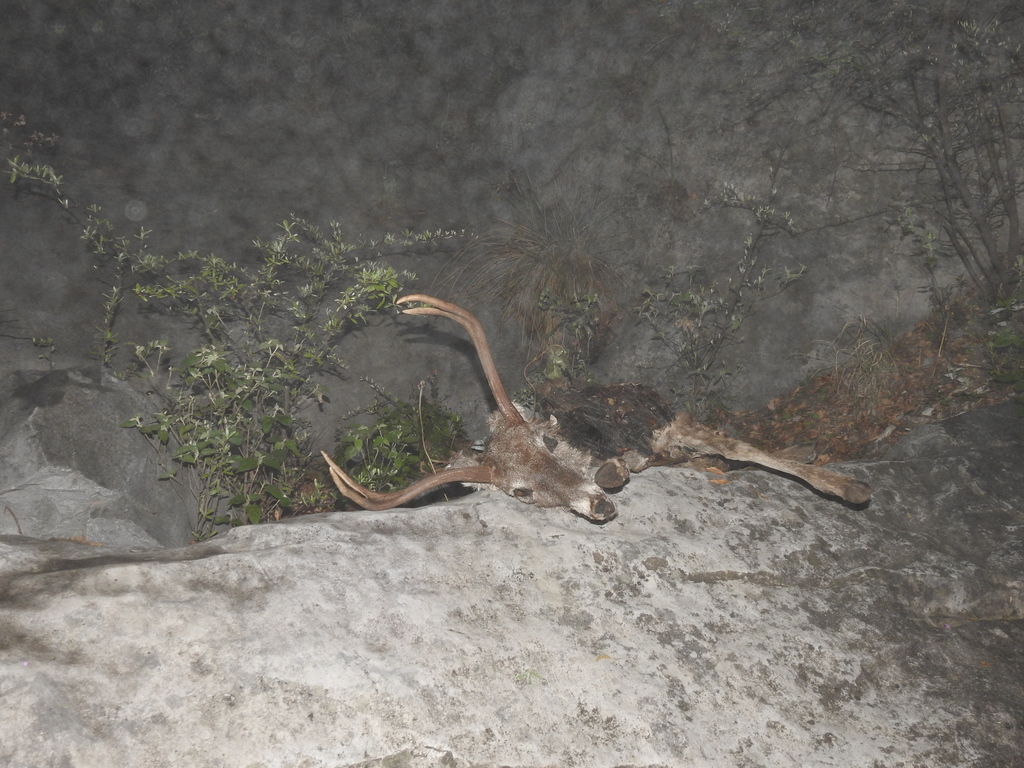 Mountain Lion from Saltillo, Coah., México on March 20, 2020 at 11:18 ...